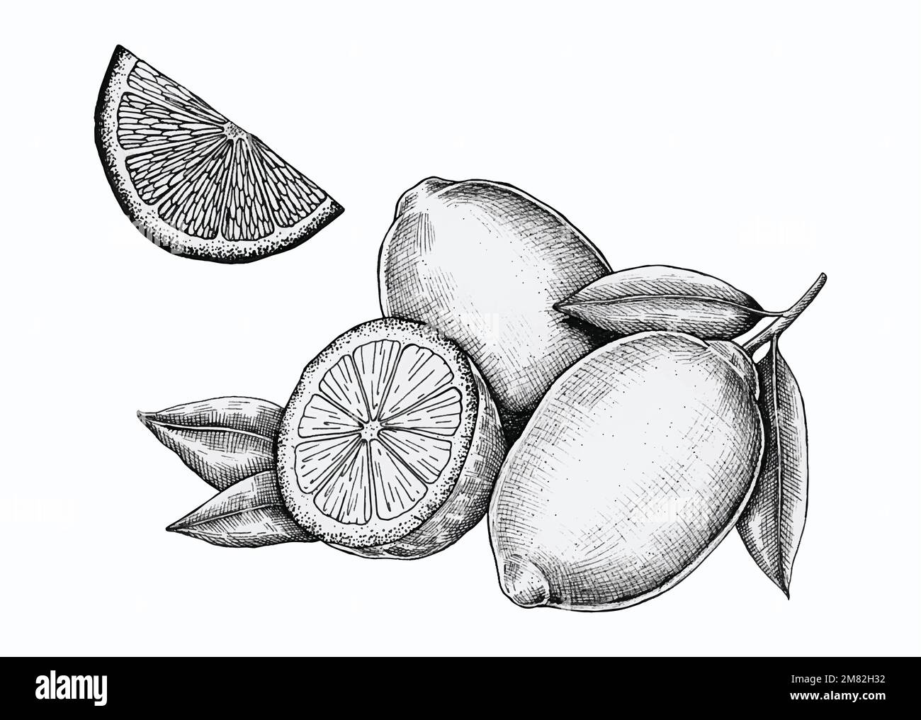 Hand drawn lemons on Cut Out Stock Images & Pictures - Alamy