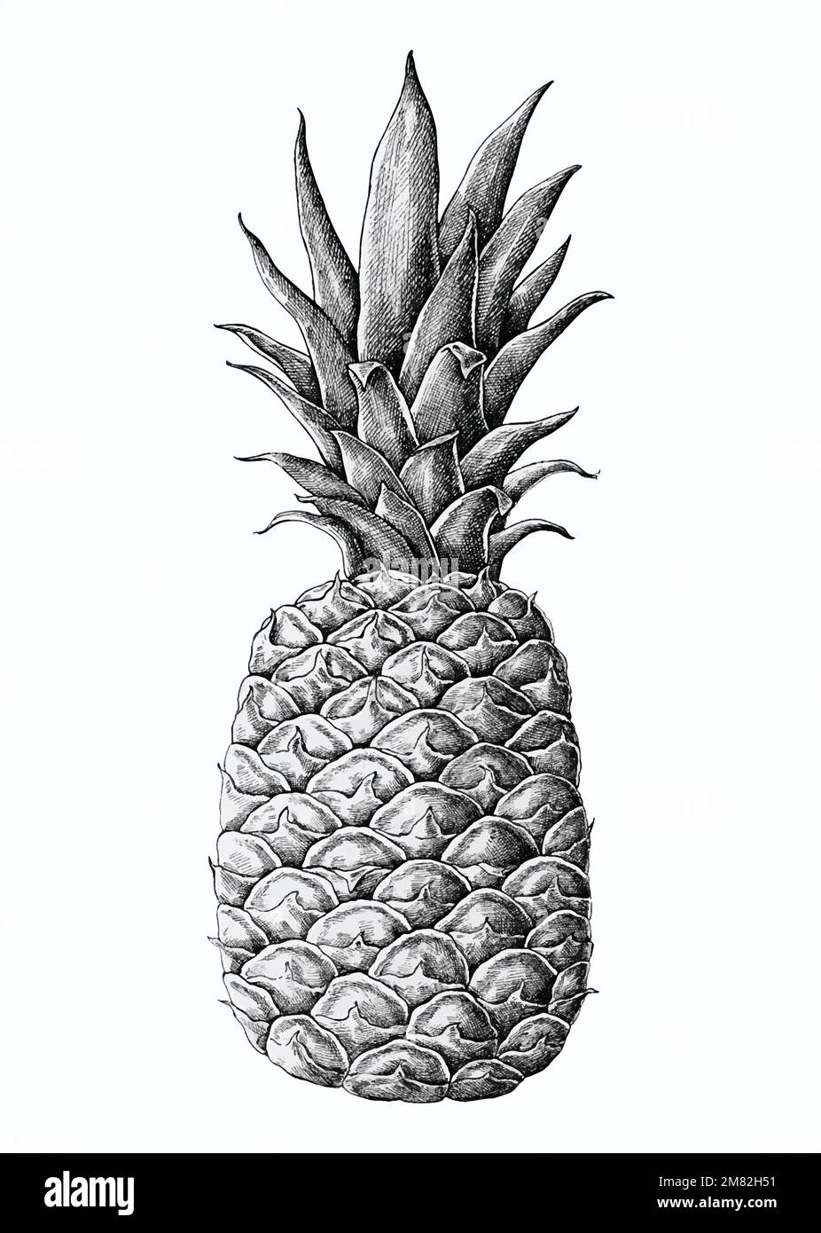 Black white pineapple drawing Stock Vector Images - Alamy