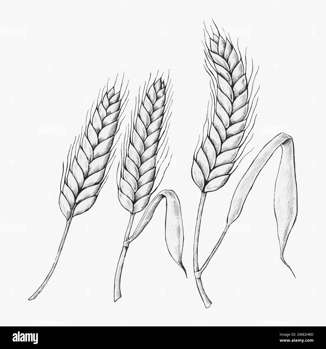Ears of barley background Black and White Stock Photos & Images - Alamy
