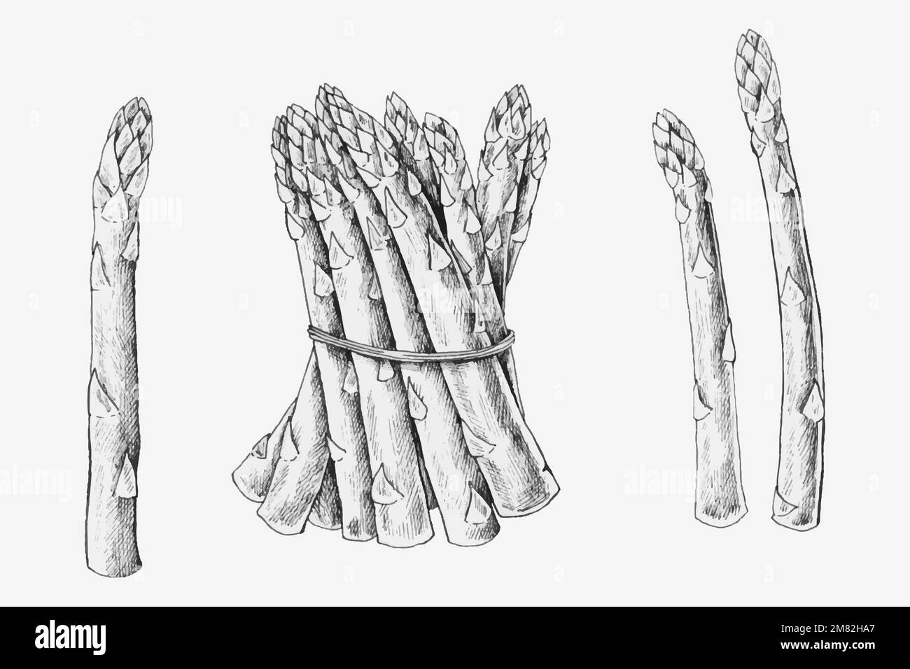 Hand drawn fresh asparagus vector Stock Vector Image & Art - Alamy