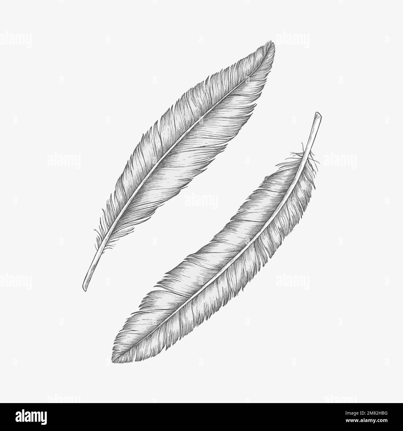 Two hand drawn bird feathers Stock Vector Image & Art - Alamy