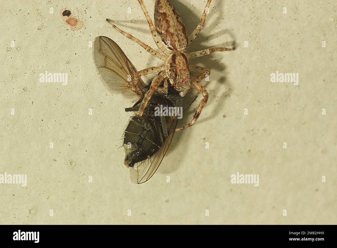 Bronze jumping spider eating a fly Stock Photo - Alamy