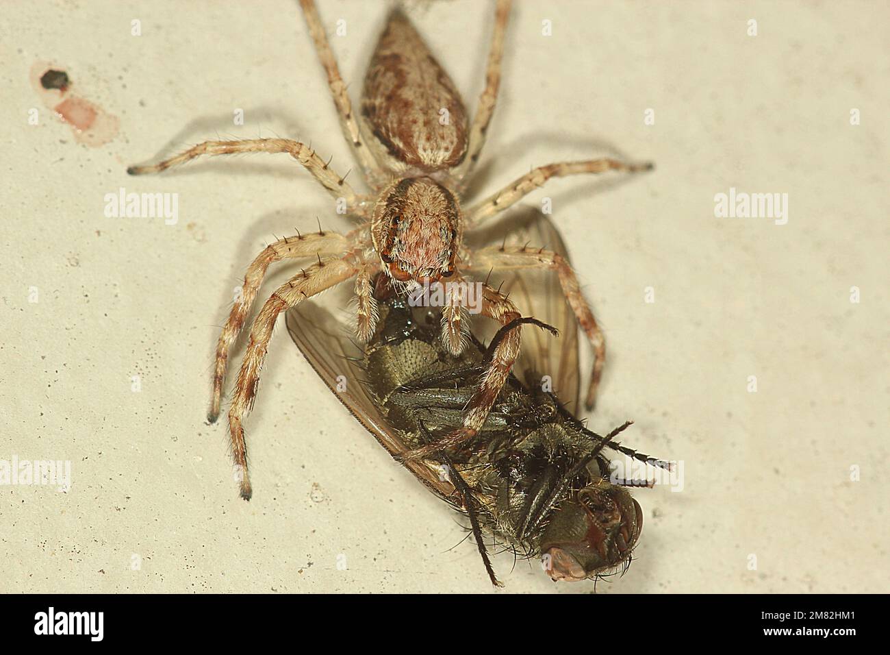 Bronze jumping spider eating a fly Stock Photo - Alamy