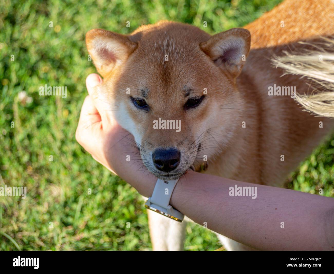 Shiba Inu plays on the dog playground in the park. Cute dog of shiba ...