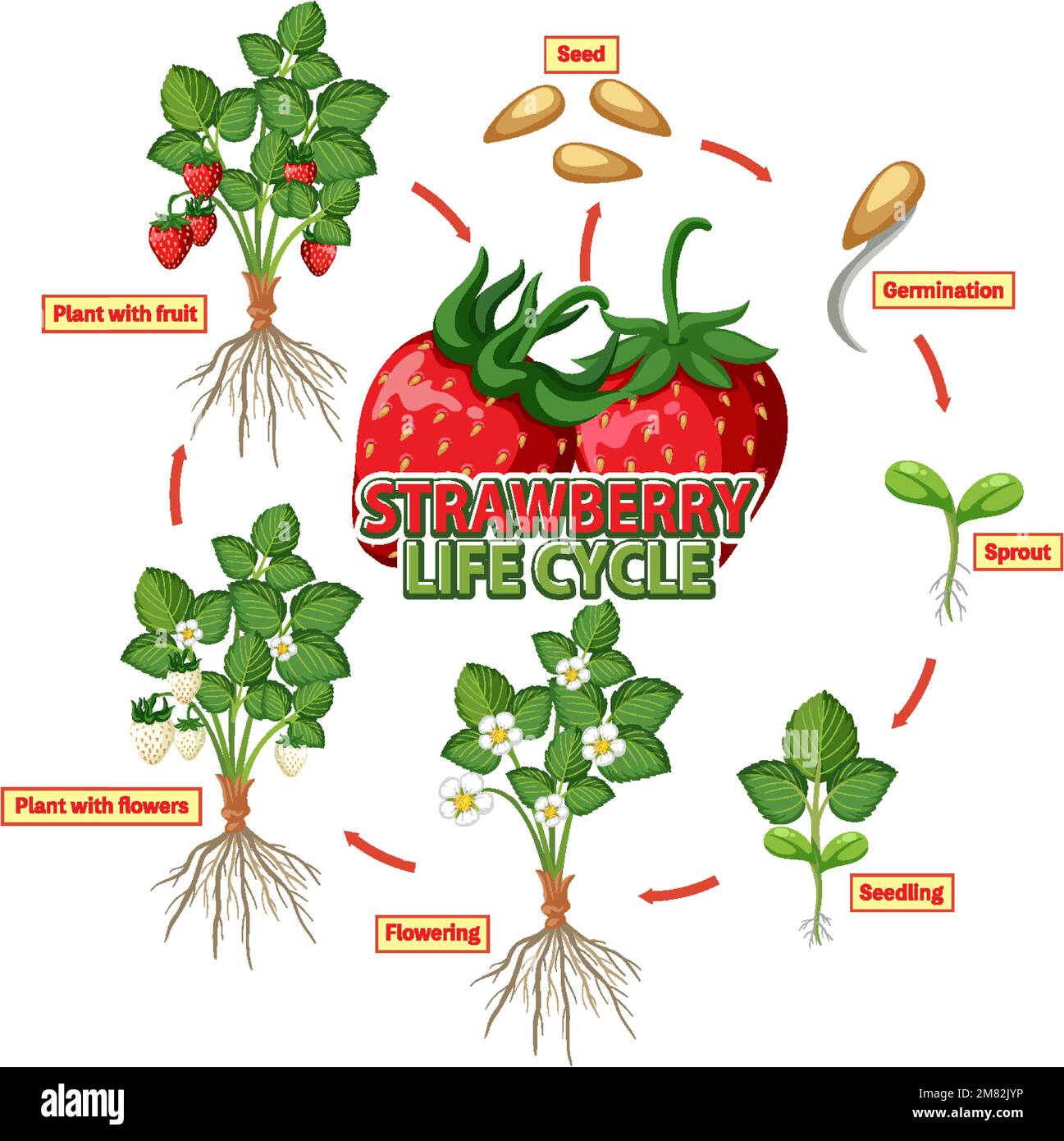 Life cycle of strawberry diagram illustration Stock Vector Image & Art ...