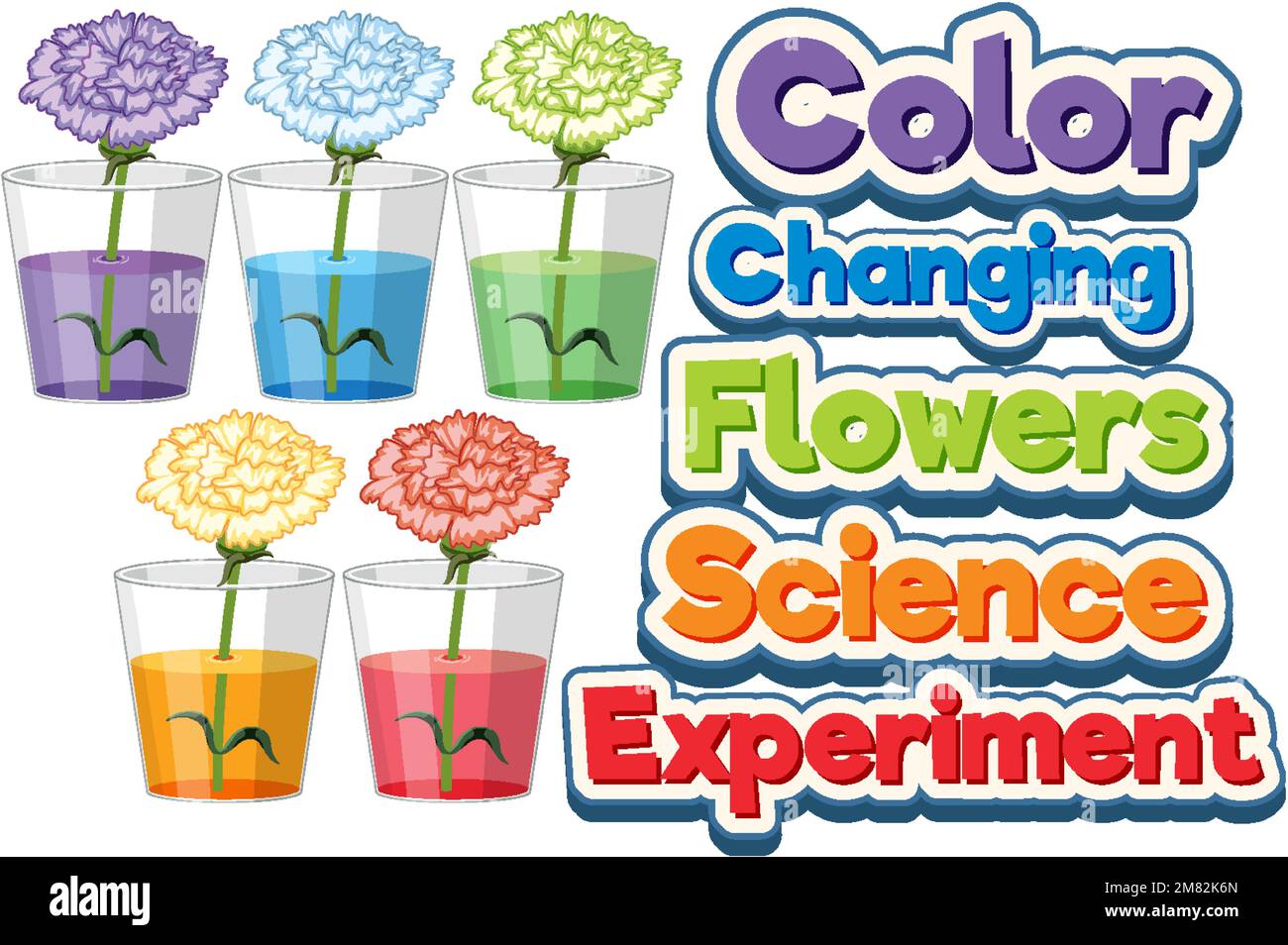Color Changing Flowers Science Experiment illustration Stock Vector ...