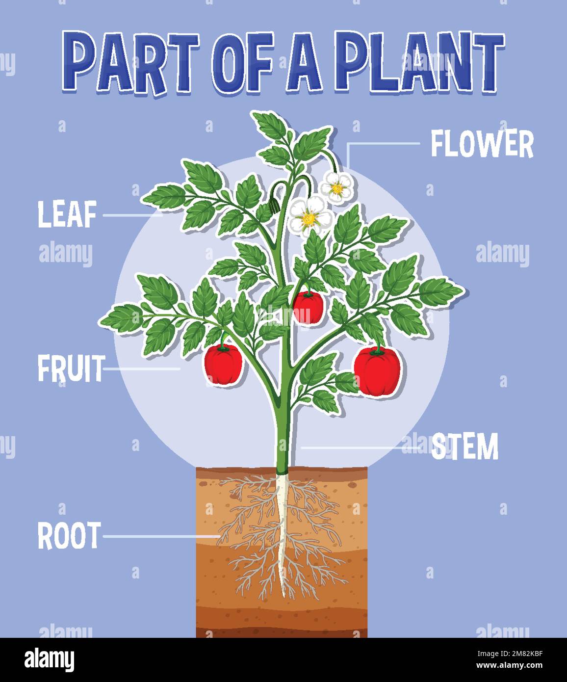 Diagram showing parts of a plant illustration Stock Vector Image & Art - Alamy