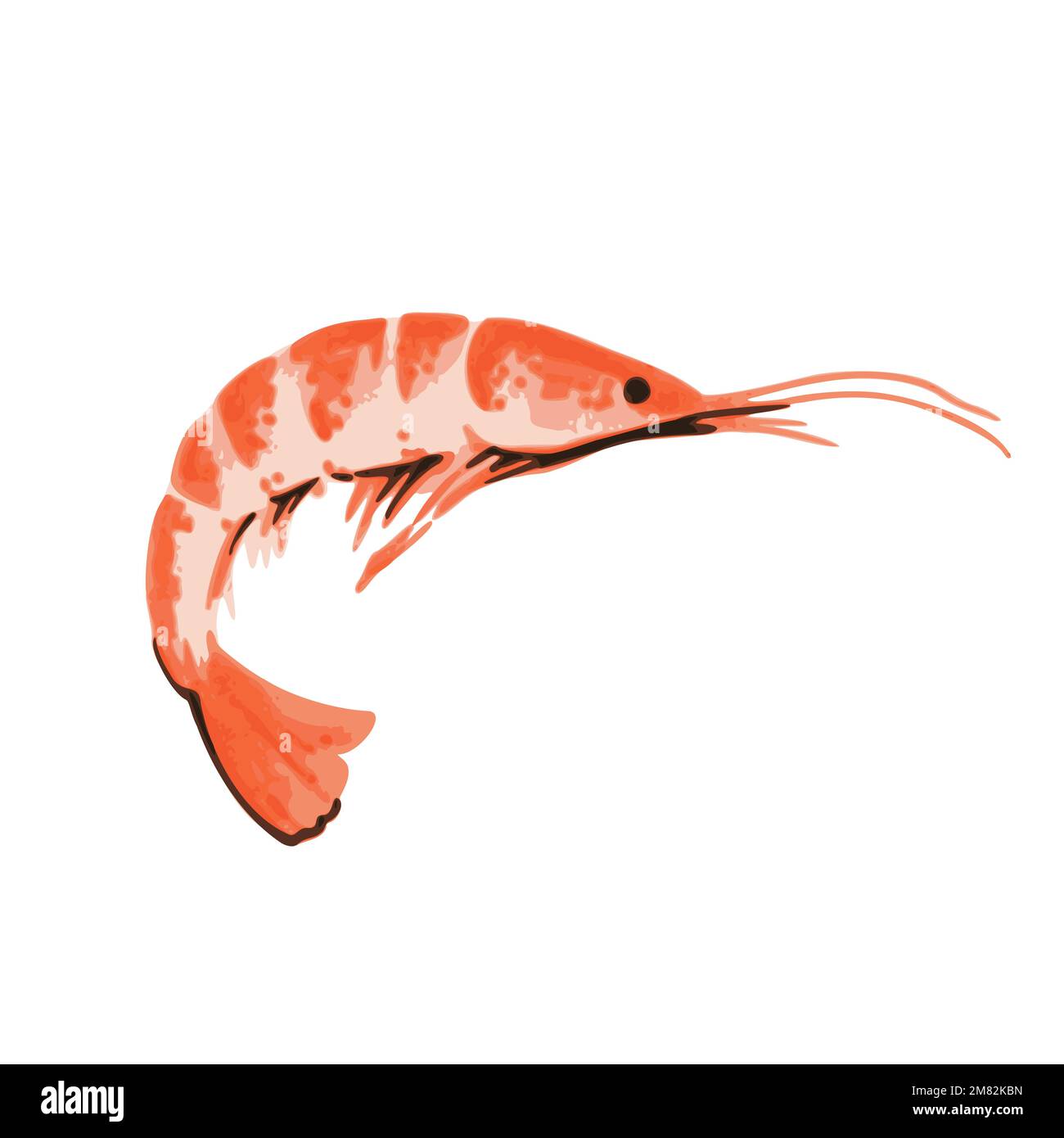 Illustration of shrimp in hand drawn watercolor style isolated on white ...
