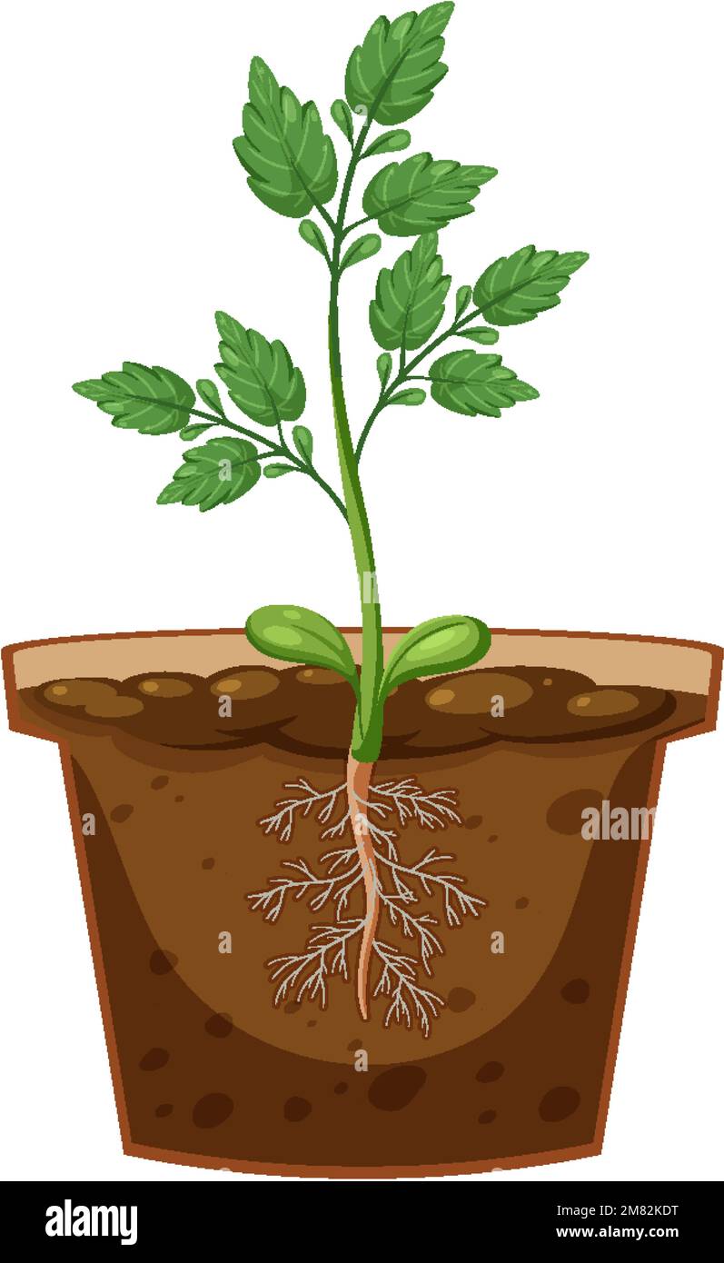 Plant showing roots in pot illustration Stock Vector Image & Art - Alamy