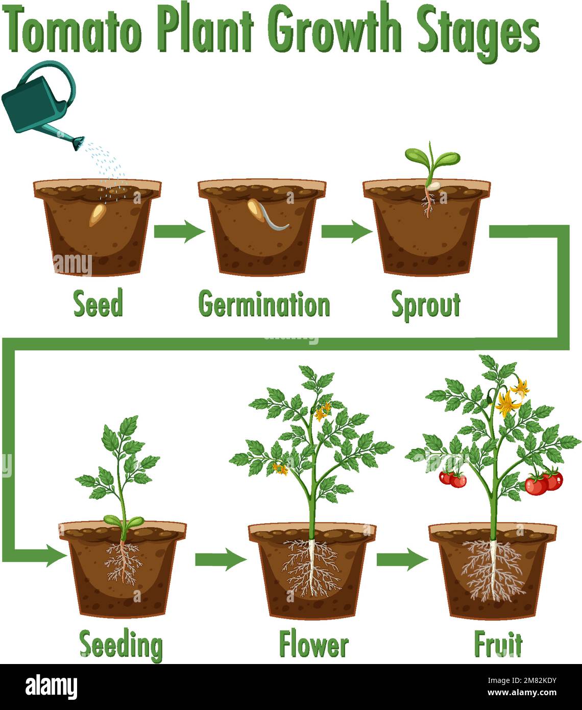 Tomato Plant Growth Stages illustration Stock Vector Image & Art - Alamy