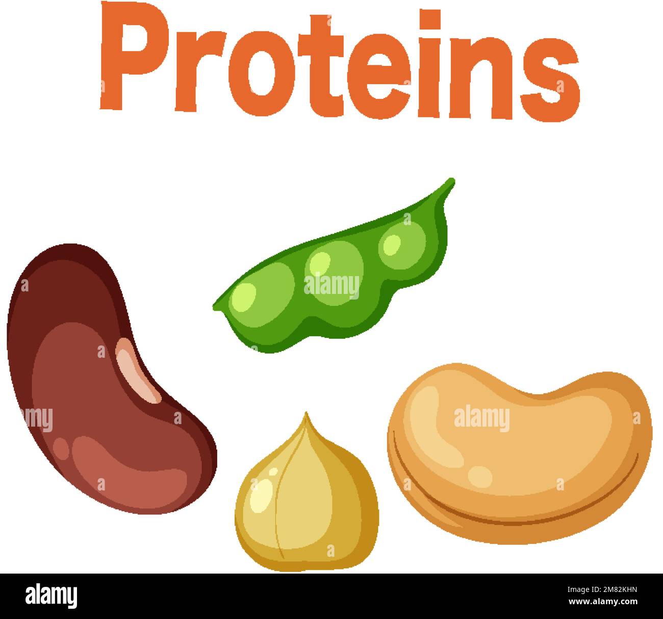 Protiens text with various of nuts illustration Stock Vector Image ...