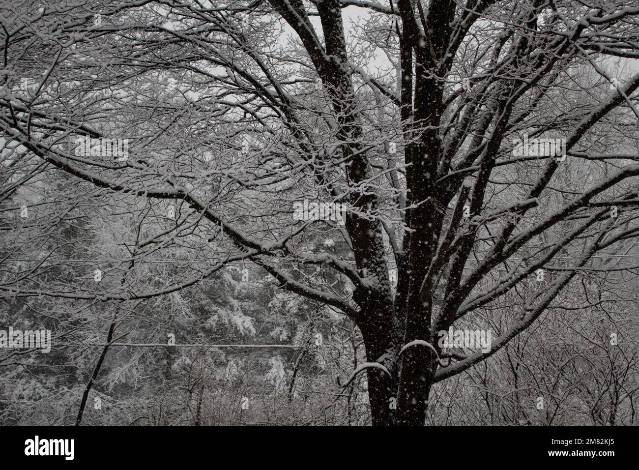Snow falling tree branches hi-res stock photography and images - Alamy
