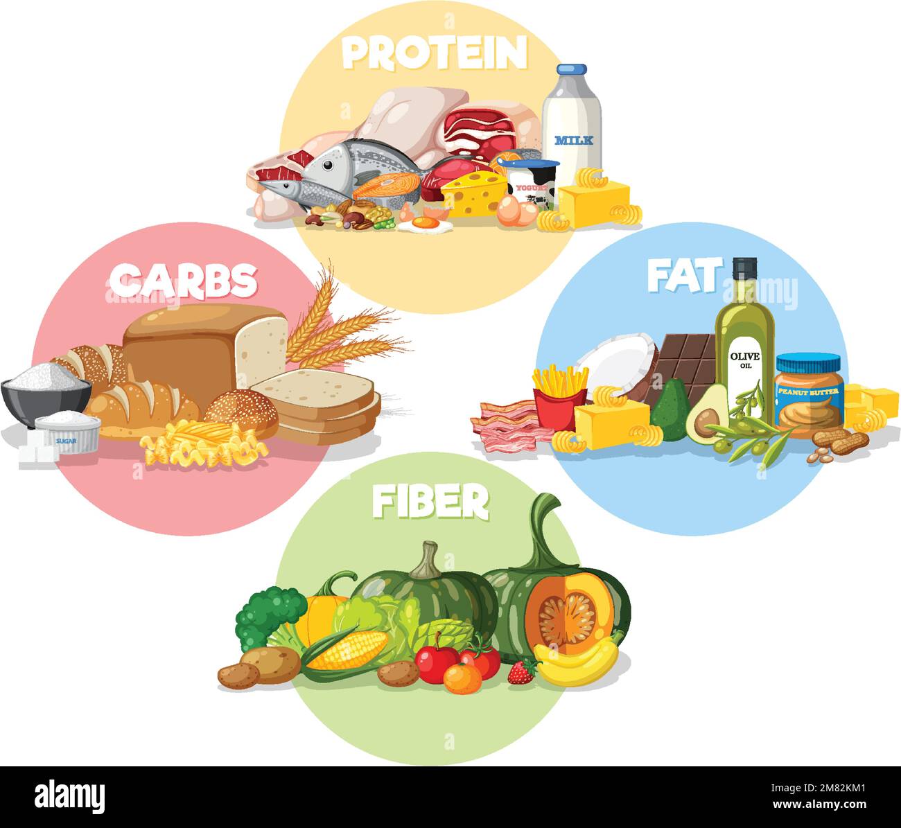 The four main food groups illustration Stock Vector Image & Art - Alamy