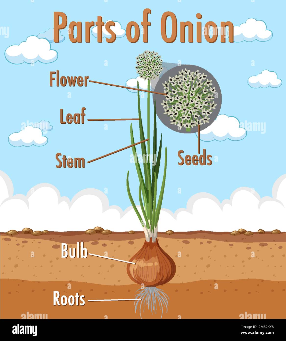 Diagram showing parts of onion illustration Stock Vector Image & Art ...