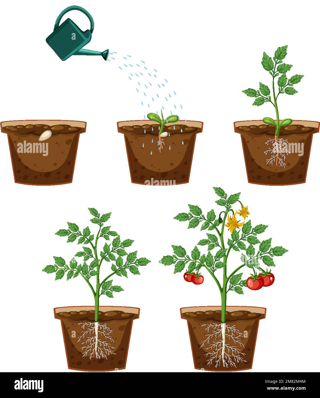 Life cycle of a tomato plant diagram illustration Stock Vector Image ...
