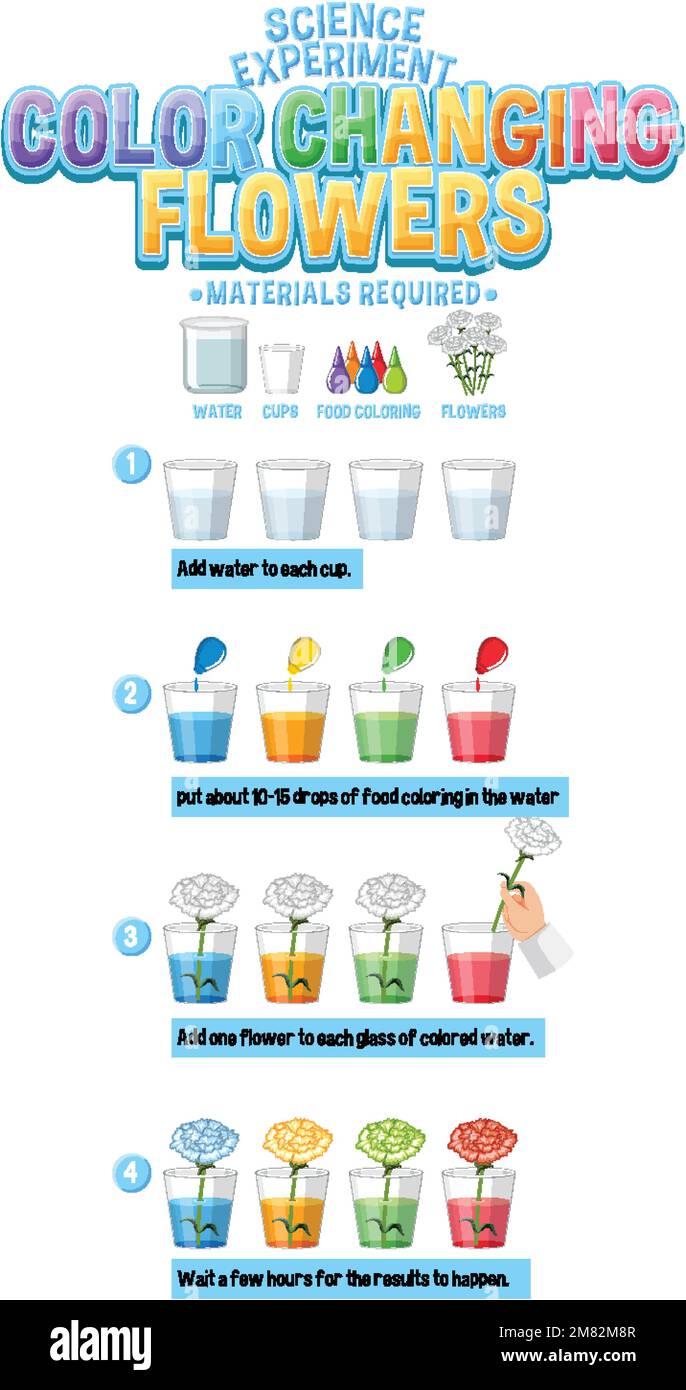 Color Changing Flowers Science Experiment illustration Stock Vector ...