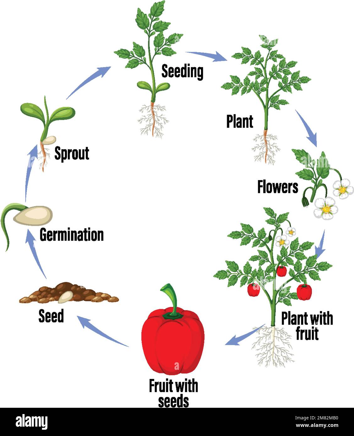 Life cycle of capsicum plant diagram illustration Stock Vector Image & Art - Alamy
