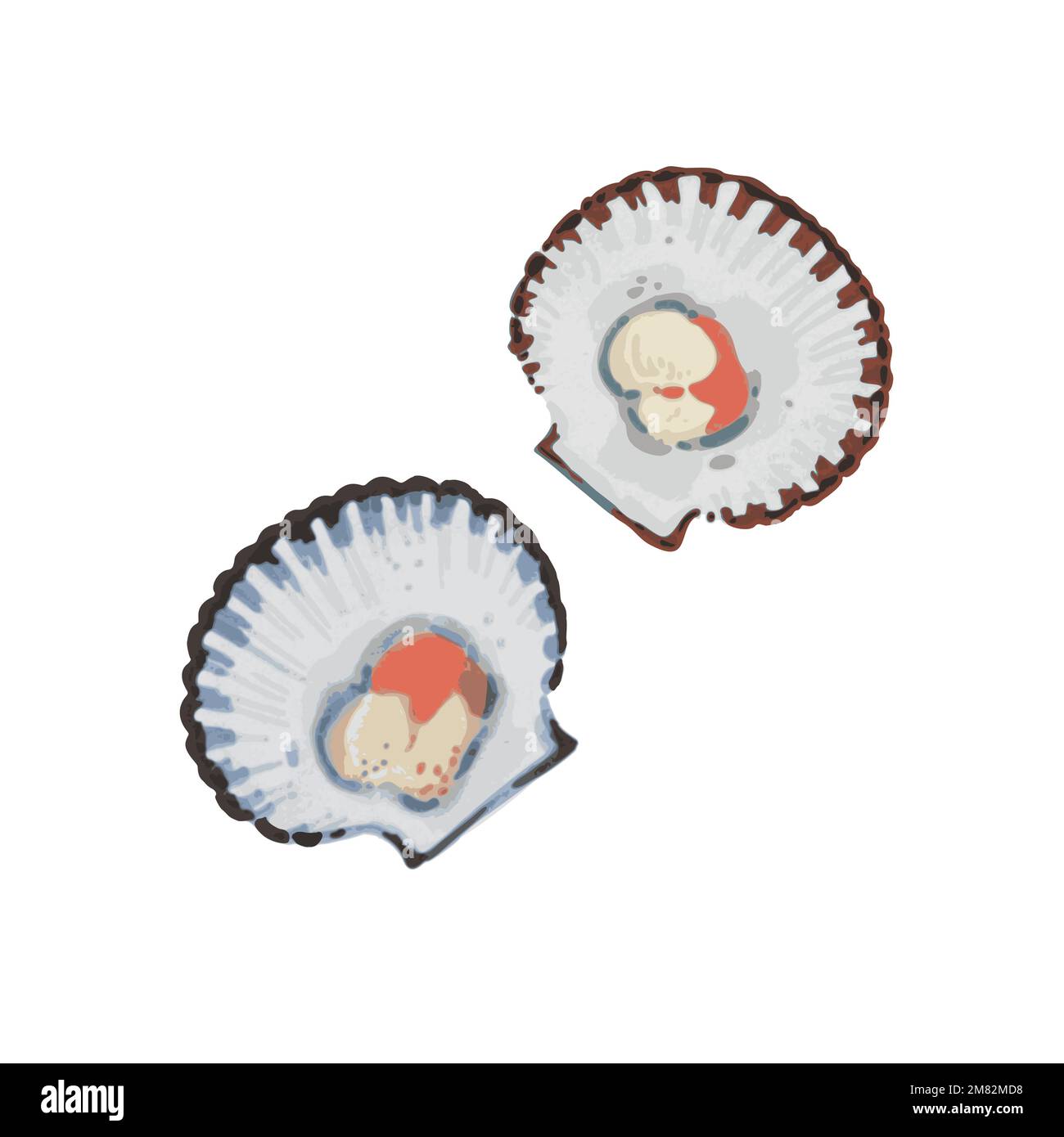 Illustration of scallops in hand drawn watercolor style isolated on ...