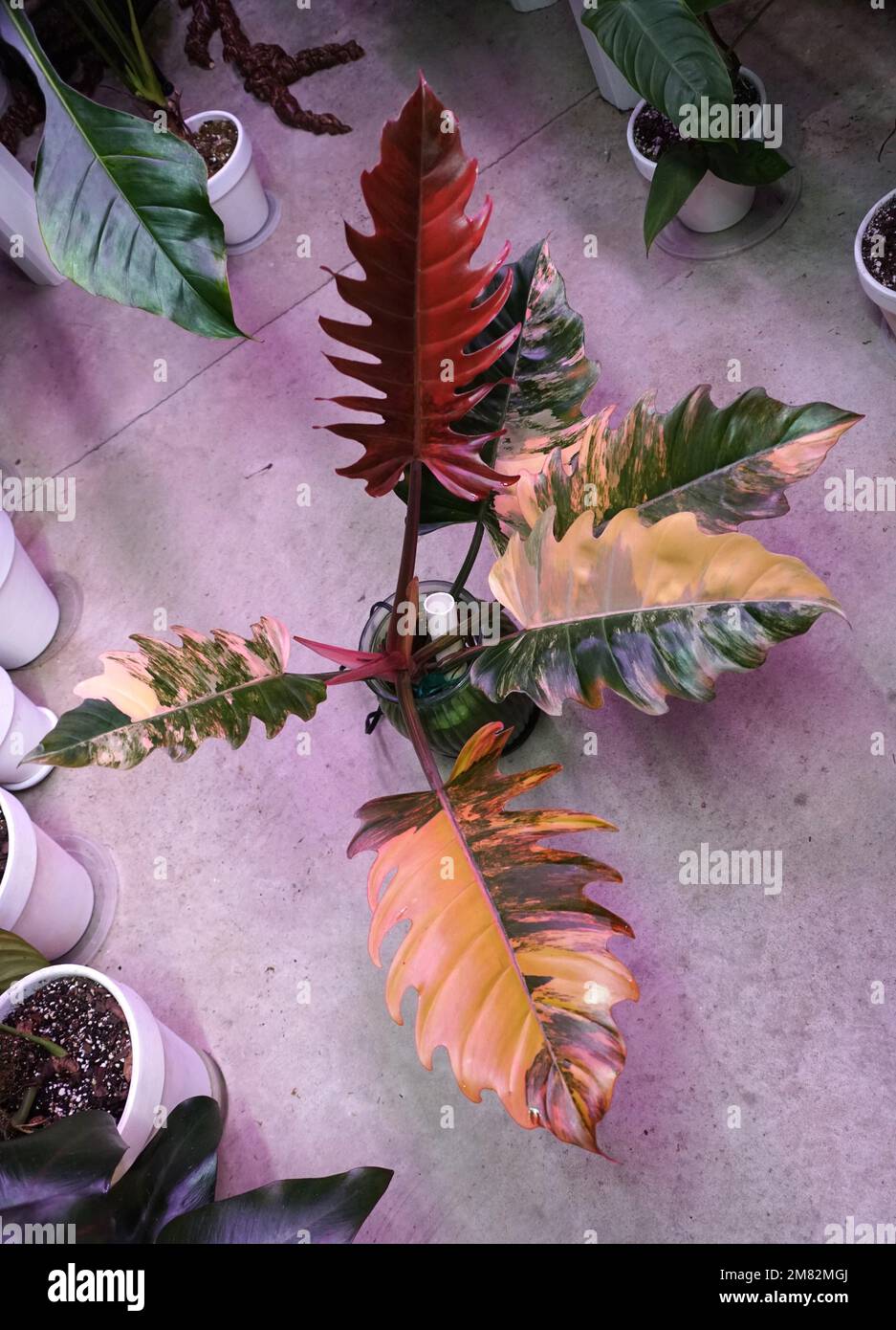 Stunning color and variegated leaves of Philodendron Caramel Marble, a ...
