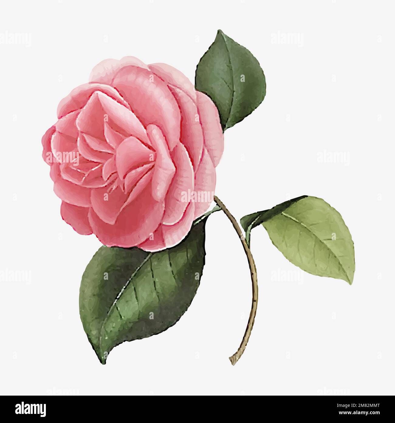 Pink Camellia rose flower vector Stock Vector Image & Art - Alamy
