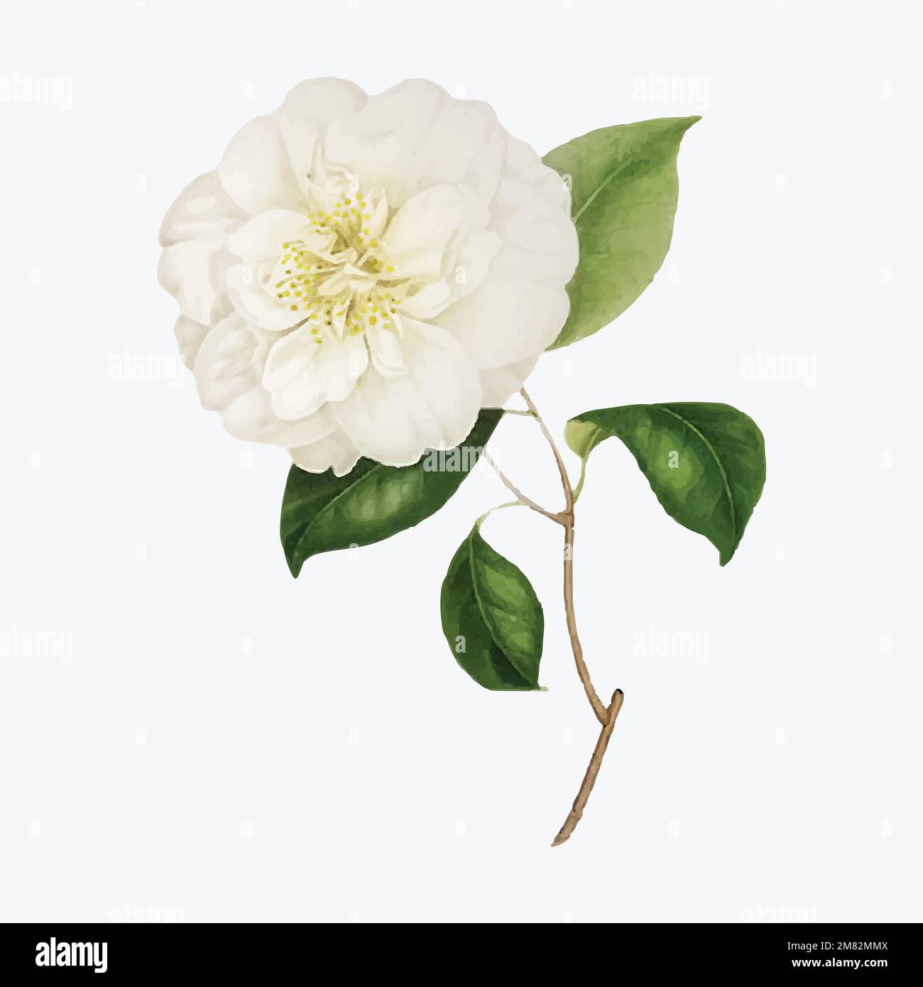 White bloom camellia Stock Vector Images - Alamy