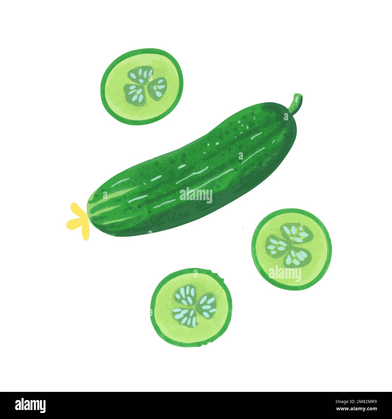 Illustration of cucumber wit slices in hand drawn watercolor style ...