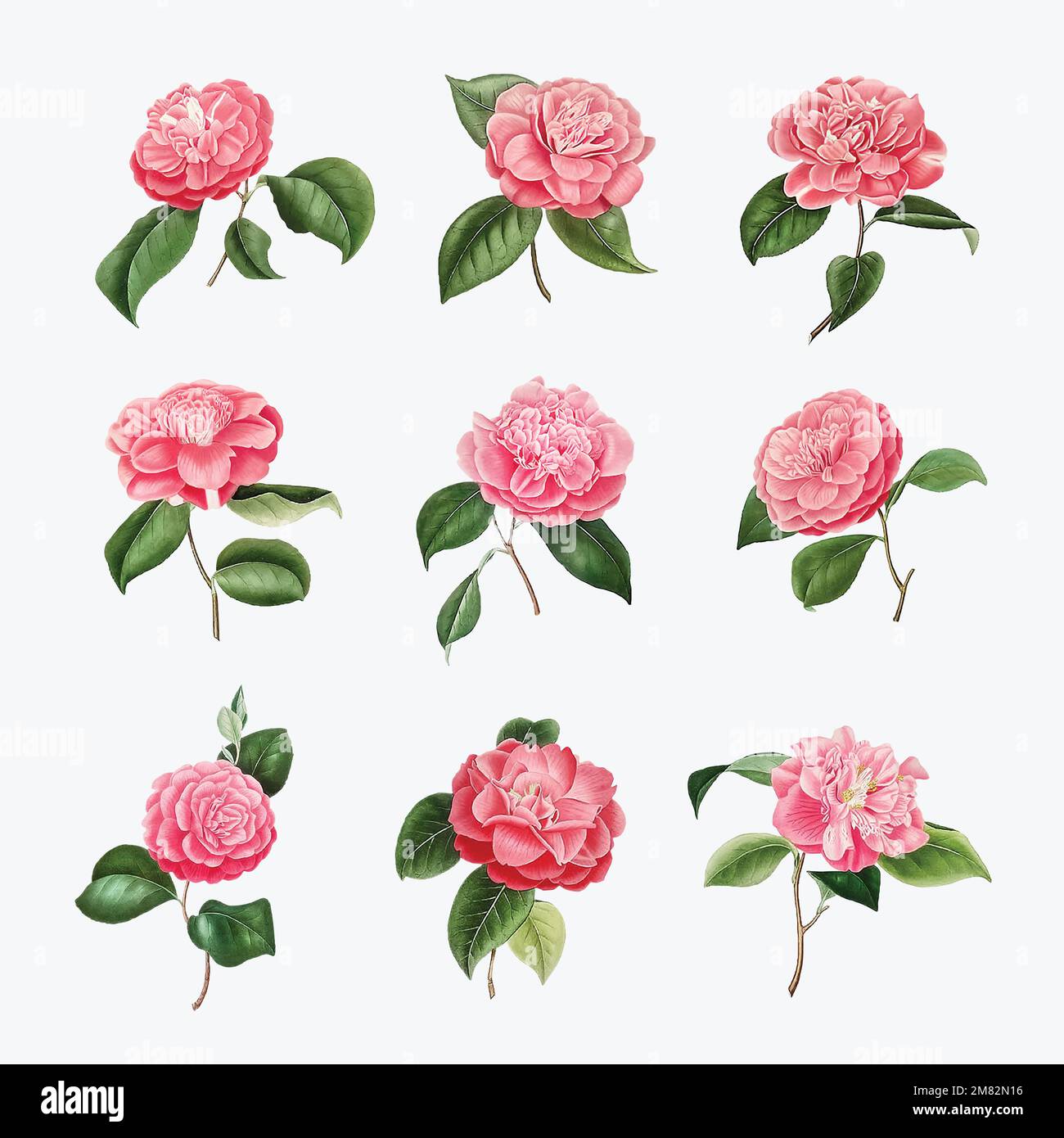 Vintage set of pink Camellia flowers vector Stock Vector Image & Art ...