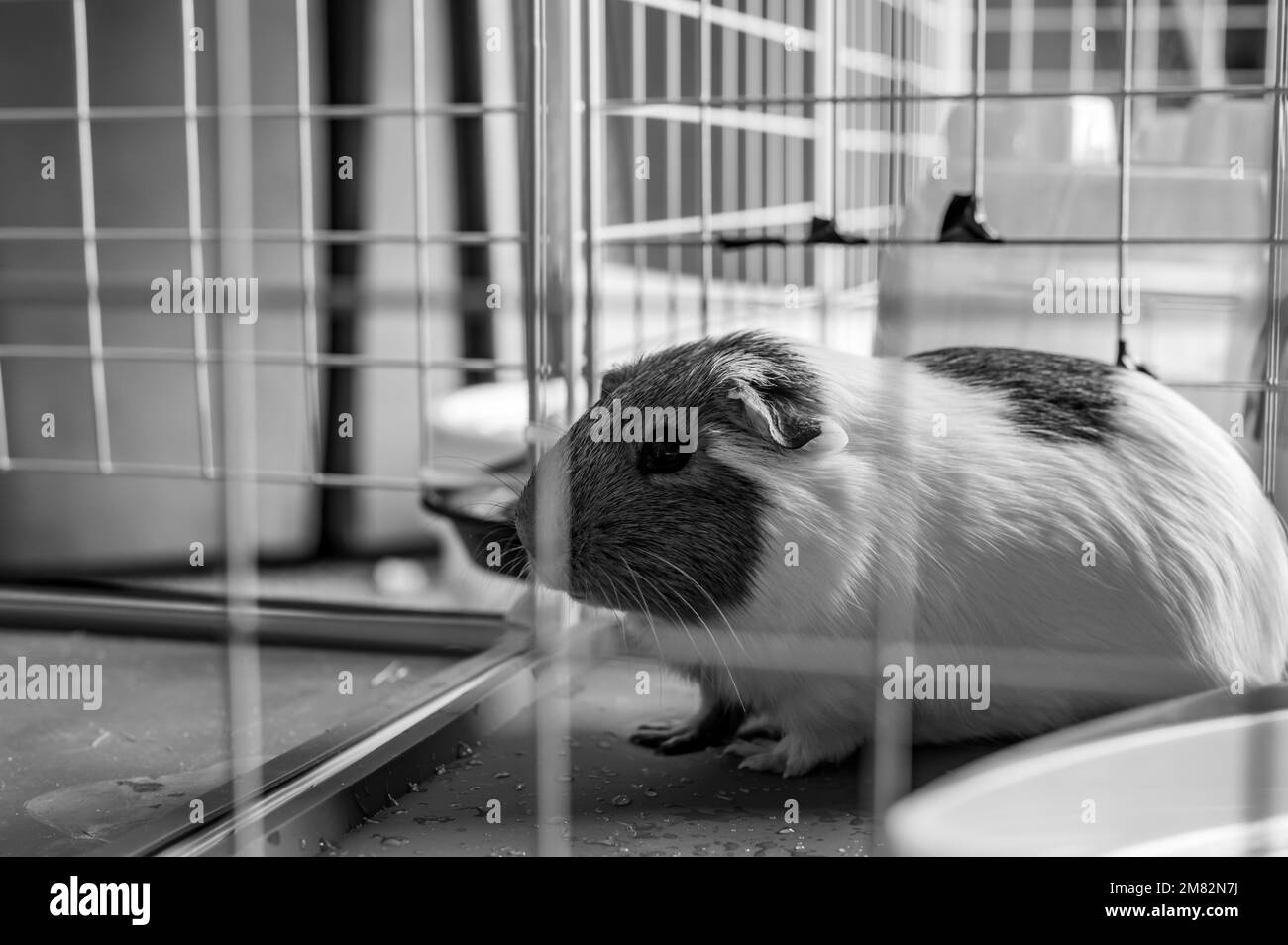 American cavy guinea pig behind a wire mesh cage watching the camera ...