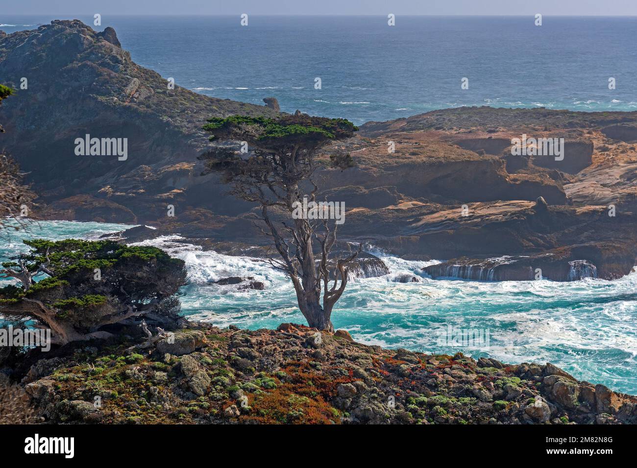 Distinctive Tree on Coastal Cliffs at Point Lobos State Natural Reserve ...