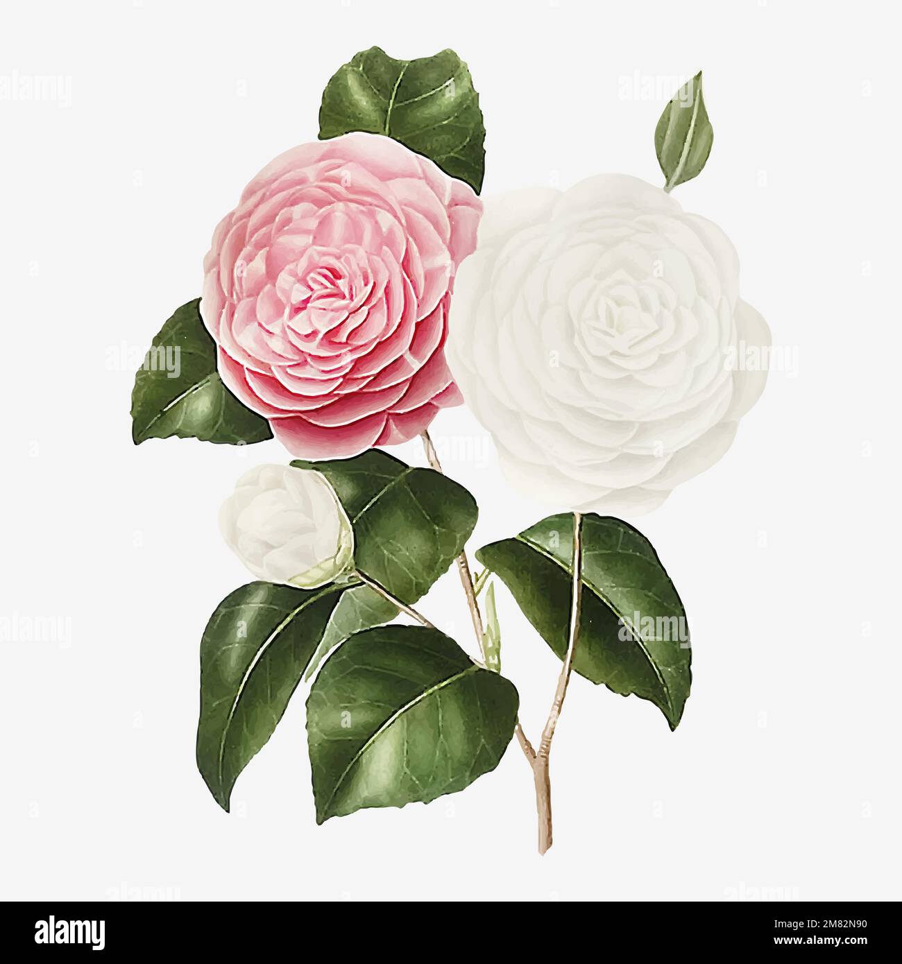 Pink Camellia rose flower vector Stock Vector Image & Art - Alamy