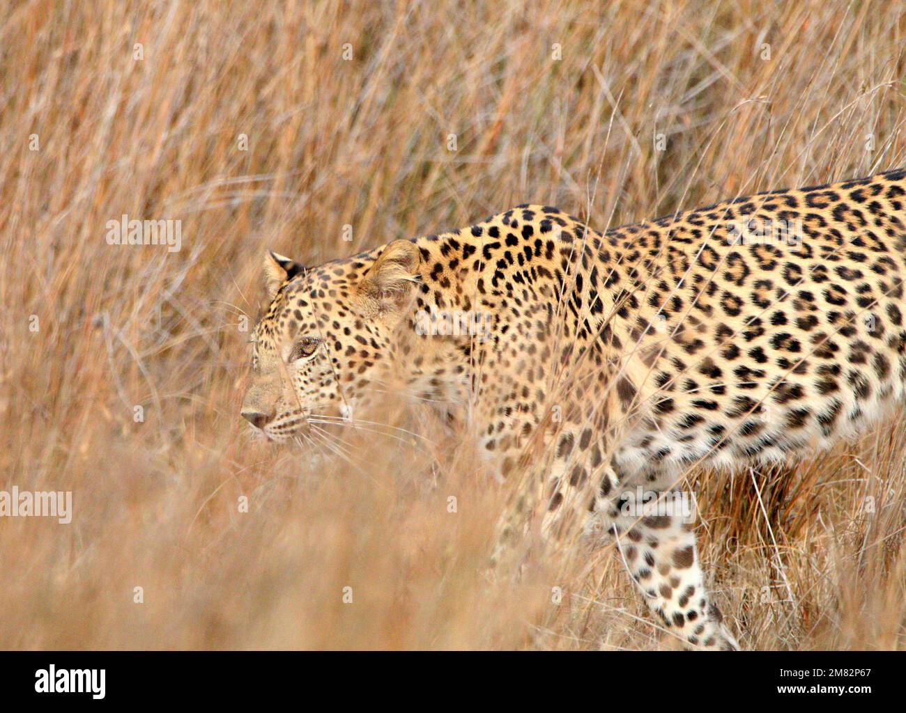 Sri Lankan leopards in the Wild. Visit Sri Lanka Stock Photo - Alamy