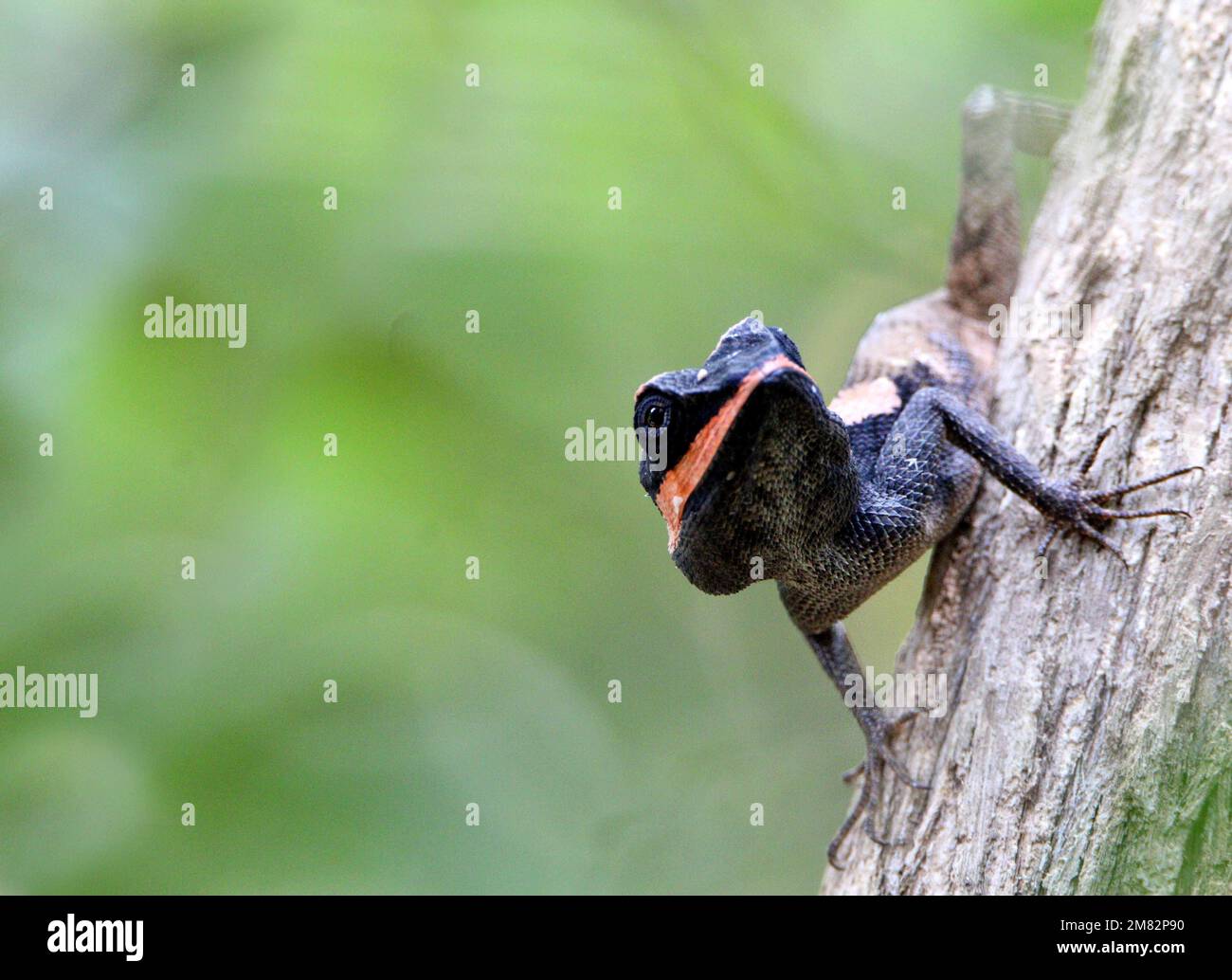 Lizards in Sri Lanka. Visit Sri Lanka Stock Photo - Alamy