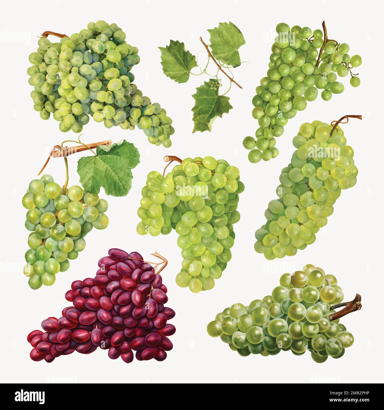 Hand drawn natural fresh grape set vector Stock Vector Image & Art - Alamy