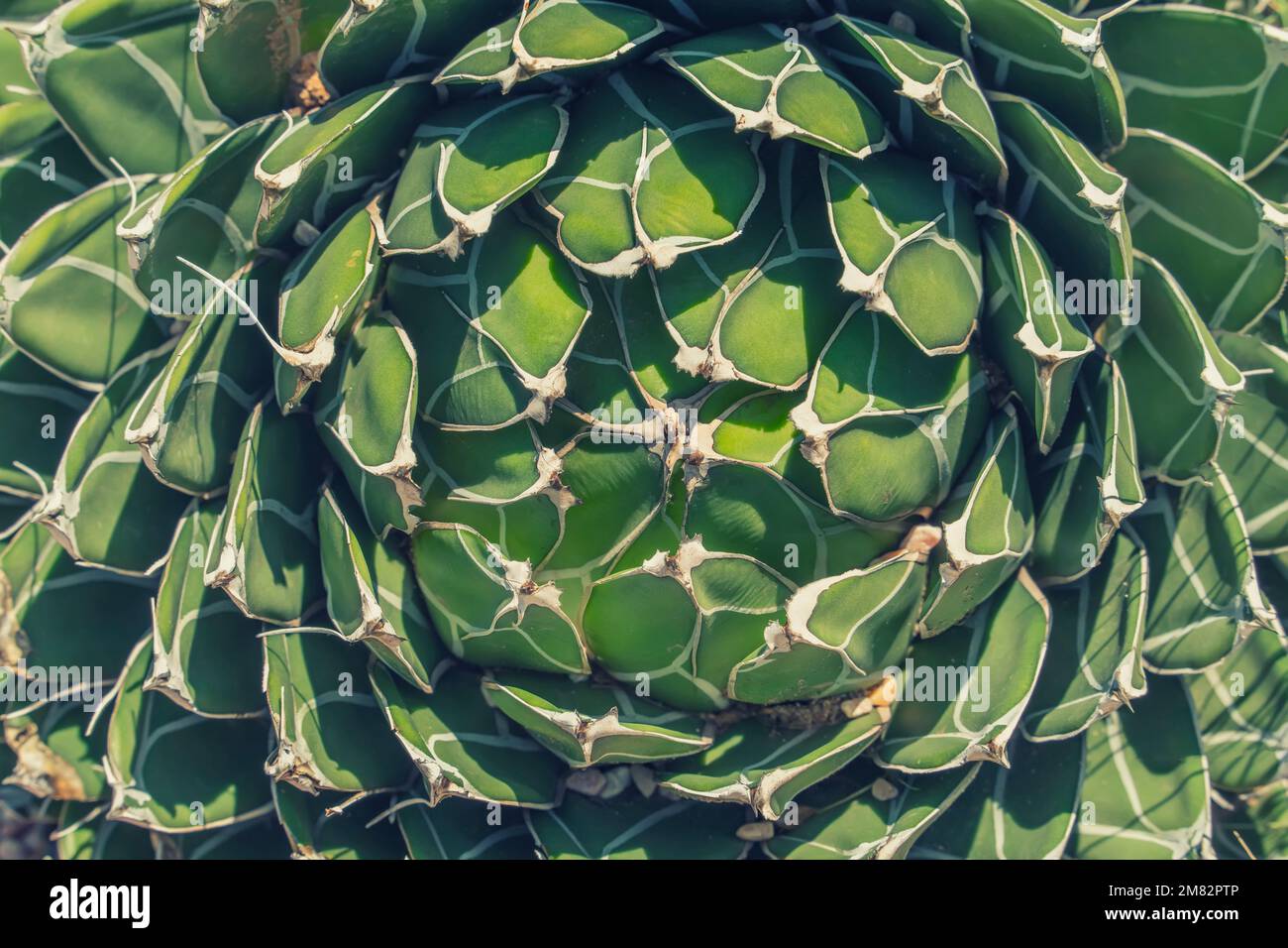 Queen agave plant hi-res stock photography and images - Alamy