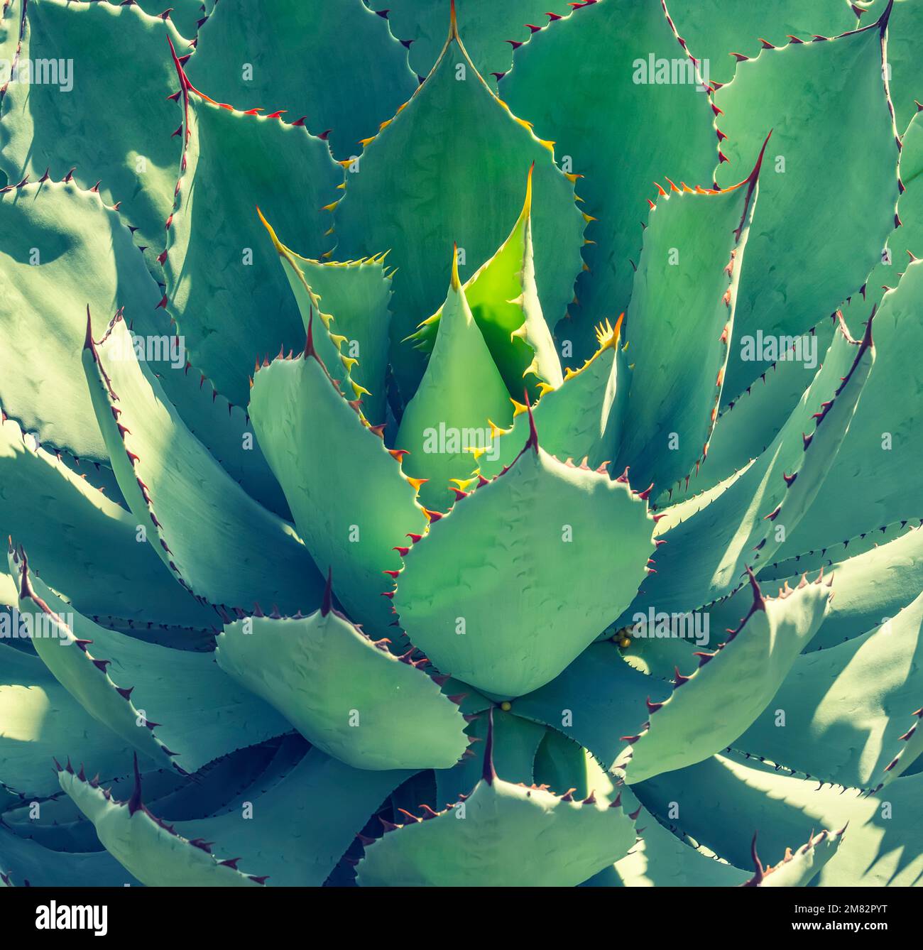 Sharp pointed agave plant leaves Stock Photo - Alamy