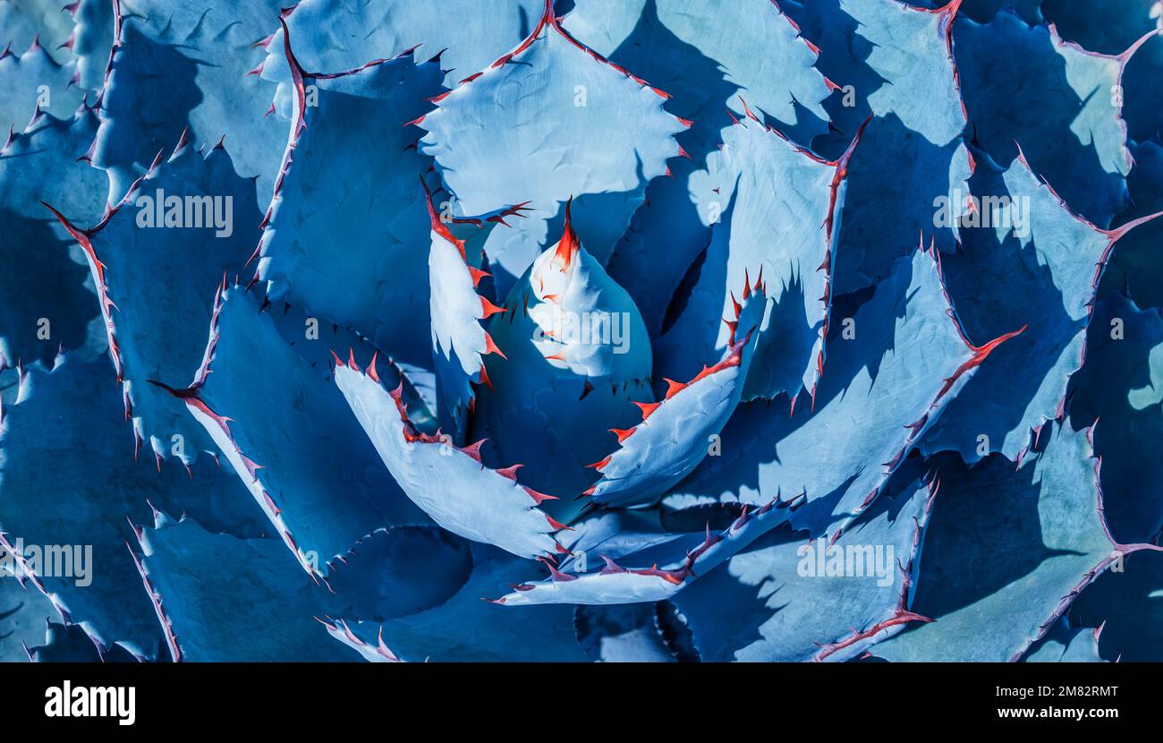 Sharp spiny leaves aloe plant hi-res stock photography and images - Alamy