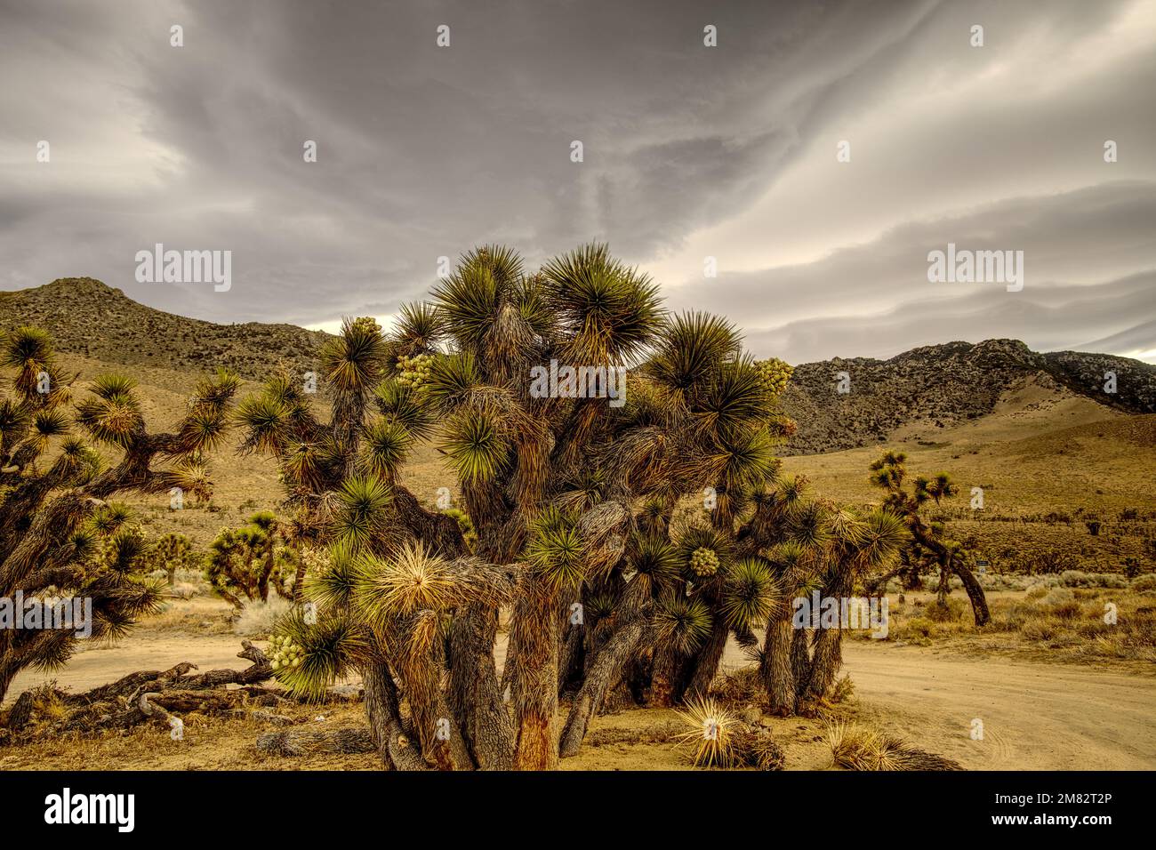 Neat cloud formations covering Joshua Trees in the Eastern Sierra ...
