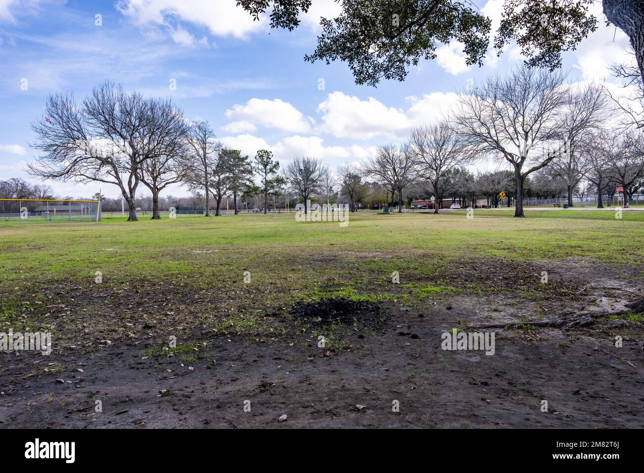 park landscape with tree and blue background Stock Photo - Alamy