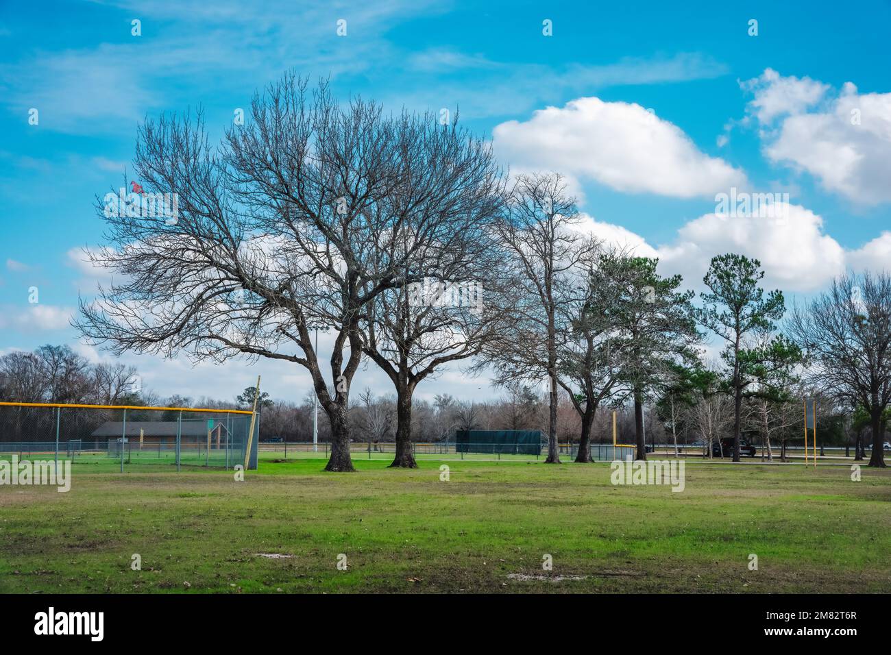 park landscape with tree and blue background Stock Photo - Alamy