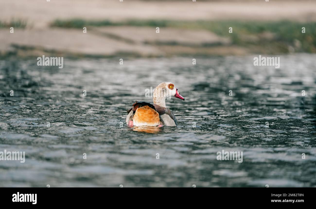 Cute duck toy icon vector hi-res stock photography and images - Alamy