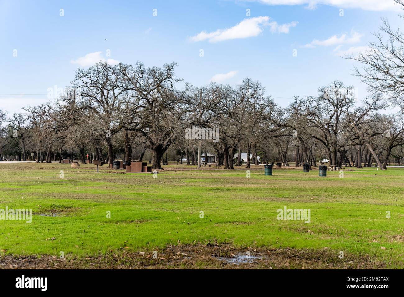 park landscape with tree and blue background Stock Photo - Alamy