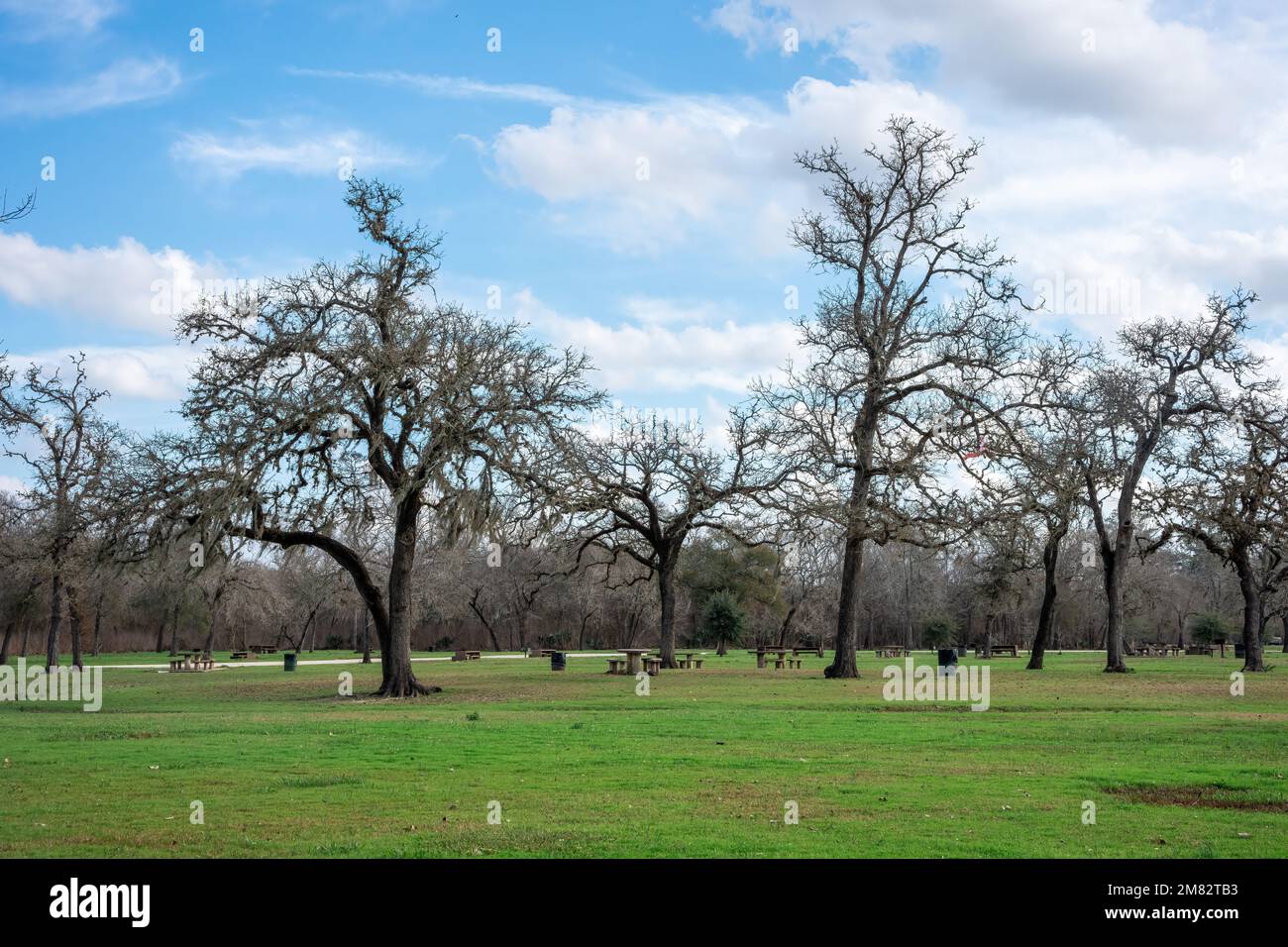 park landscape with tree and blue background Stock Photo - Alamy