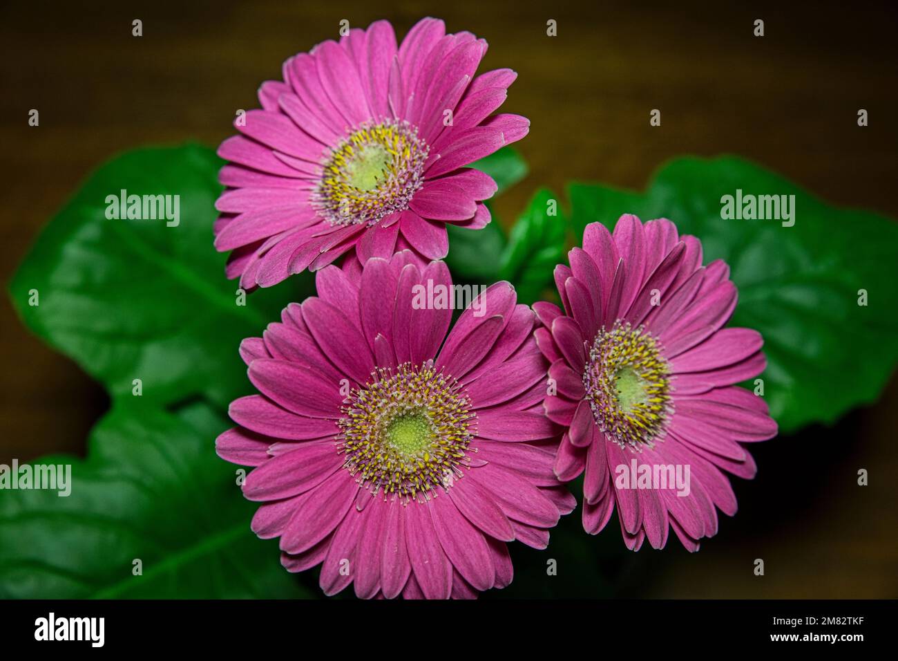 Prachtige bluten hi-res stock photography and images - Alamy
