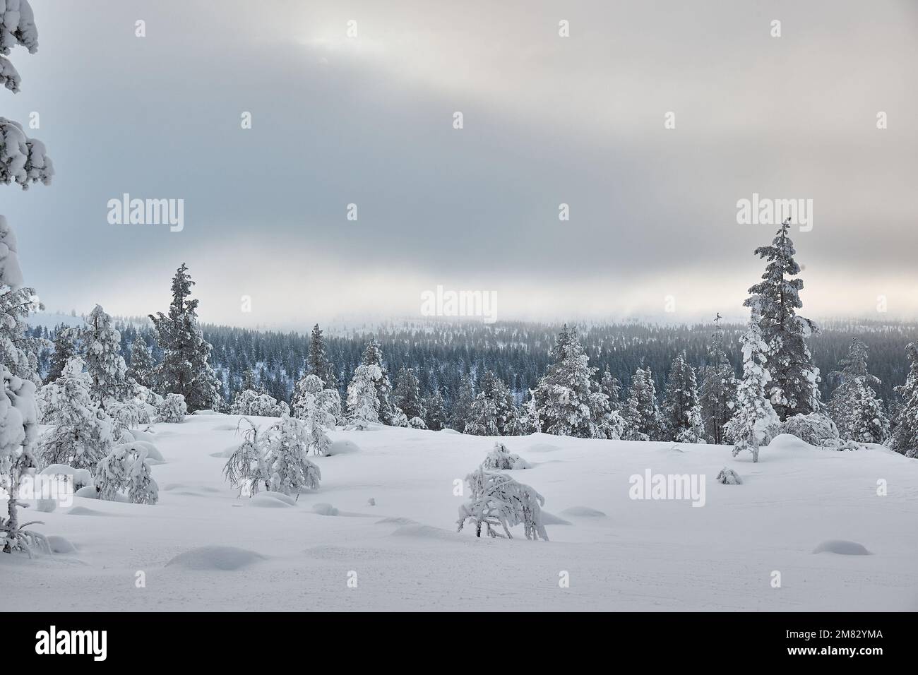 Northern winter forest hi-res stock photography and images - Alamy