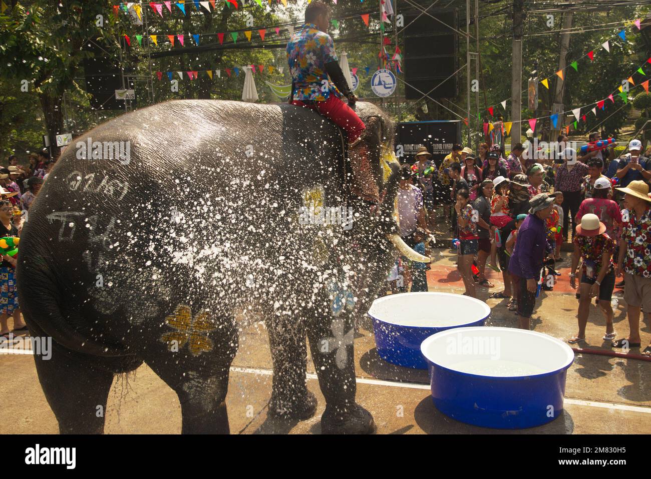Elephants suck water in large basins to spray on tourists on Songkran ...