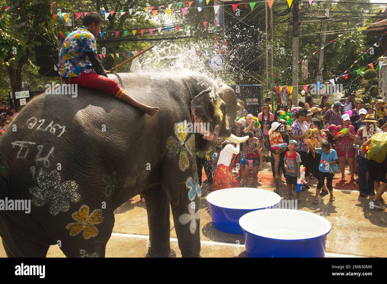 Elephants suck water in large basins to spray on tourists on Songkran ...
