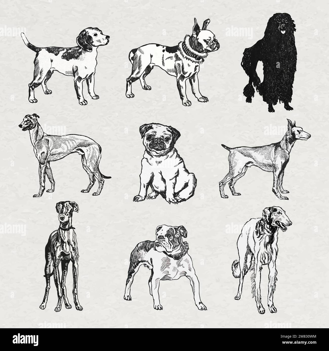 Vintage dog stickers vector in black and white illustrations set ...