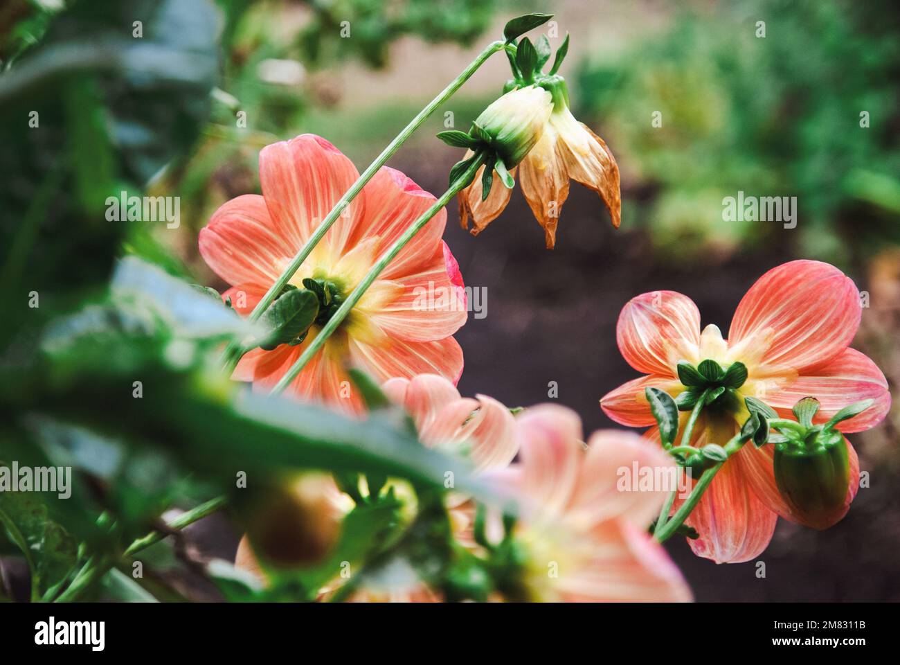 Annual Dahlias flowering in fall, vibrant showy flowers, back view ...