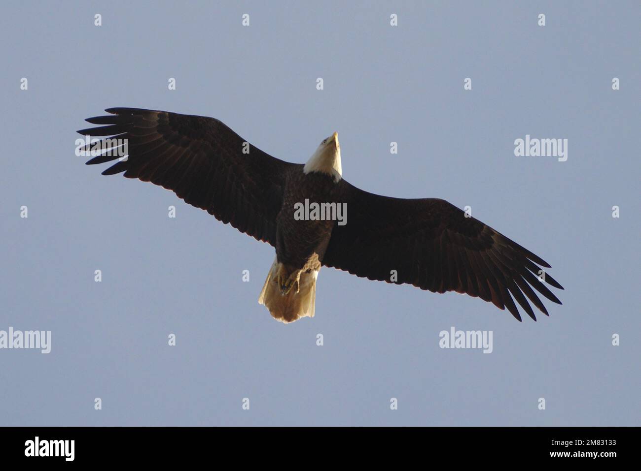 A bald eagle (Haliaeetus leucocephalus) flies directly overhead at ...