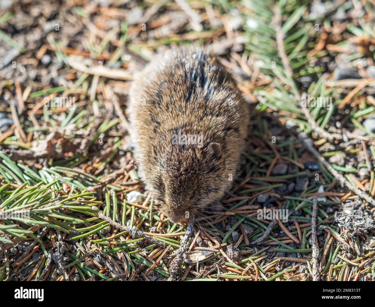A closeup of a Common vole on the ground with a blurry background ...